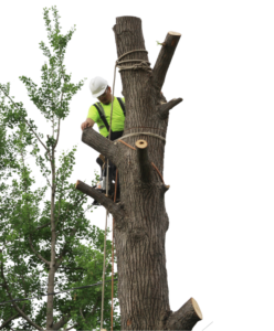 Next Pro Tree Care – The next level in tree care and landscaping.